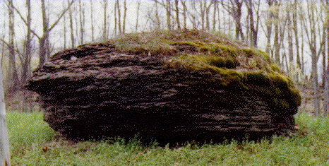 FamilyTracker's Blog: Wormuth