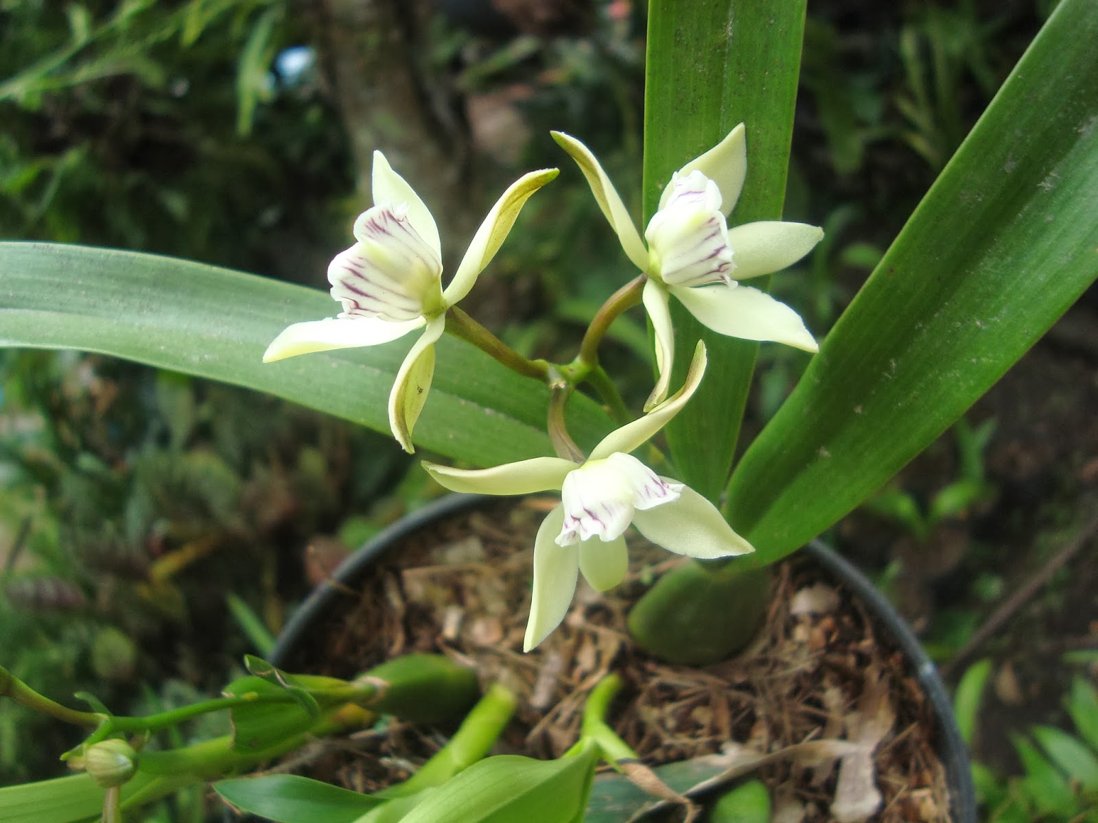 Orquídeas HElid: Prosthechea Radiata / Encyclia Radiata