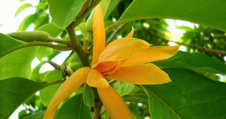 Cempaka Kuning [Michelia champaca L.] - Khasiat & Manfaat | Tanaman Herbal