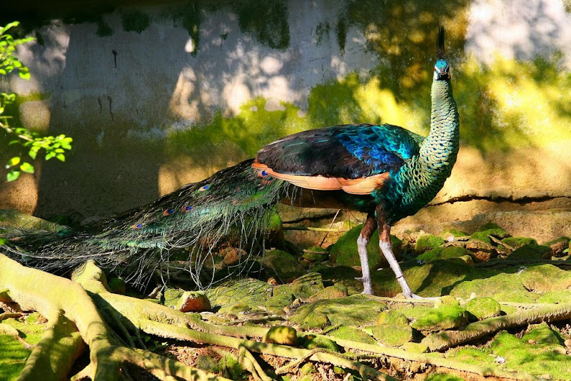 Παγόνι - Ορνιθοπανίδα