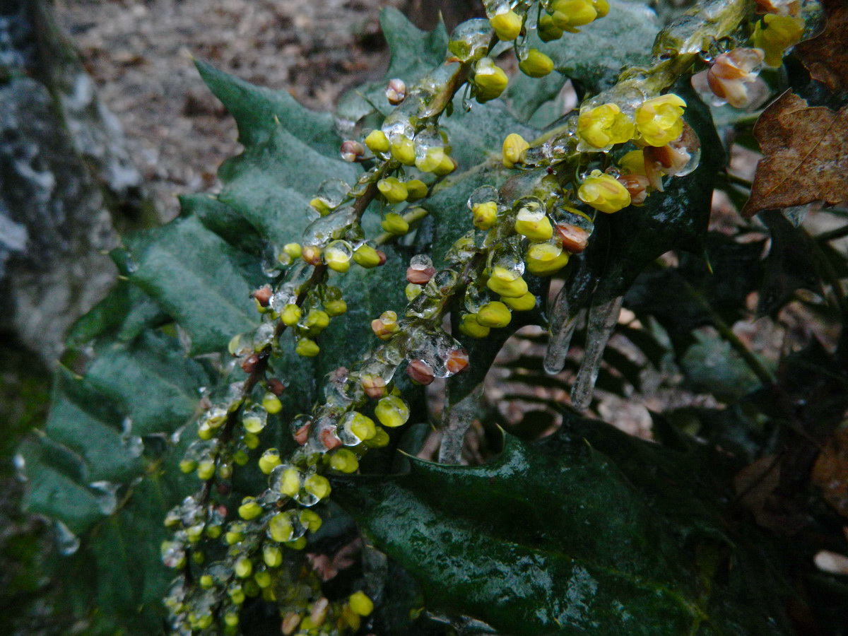 LA MULTI ANI, ROMANIA!: Flori inghetate de mahonia