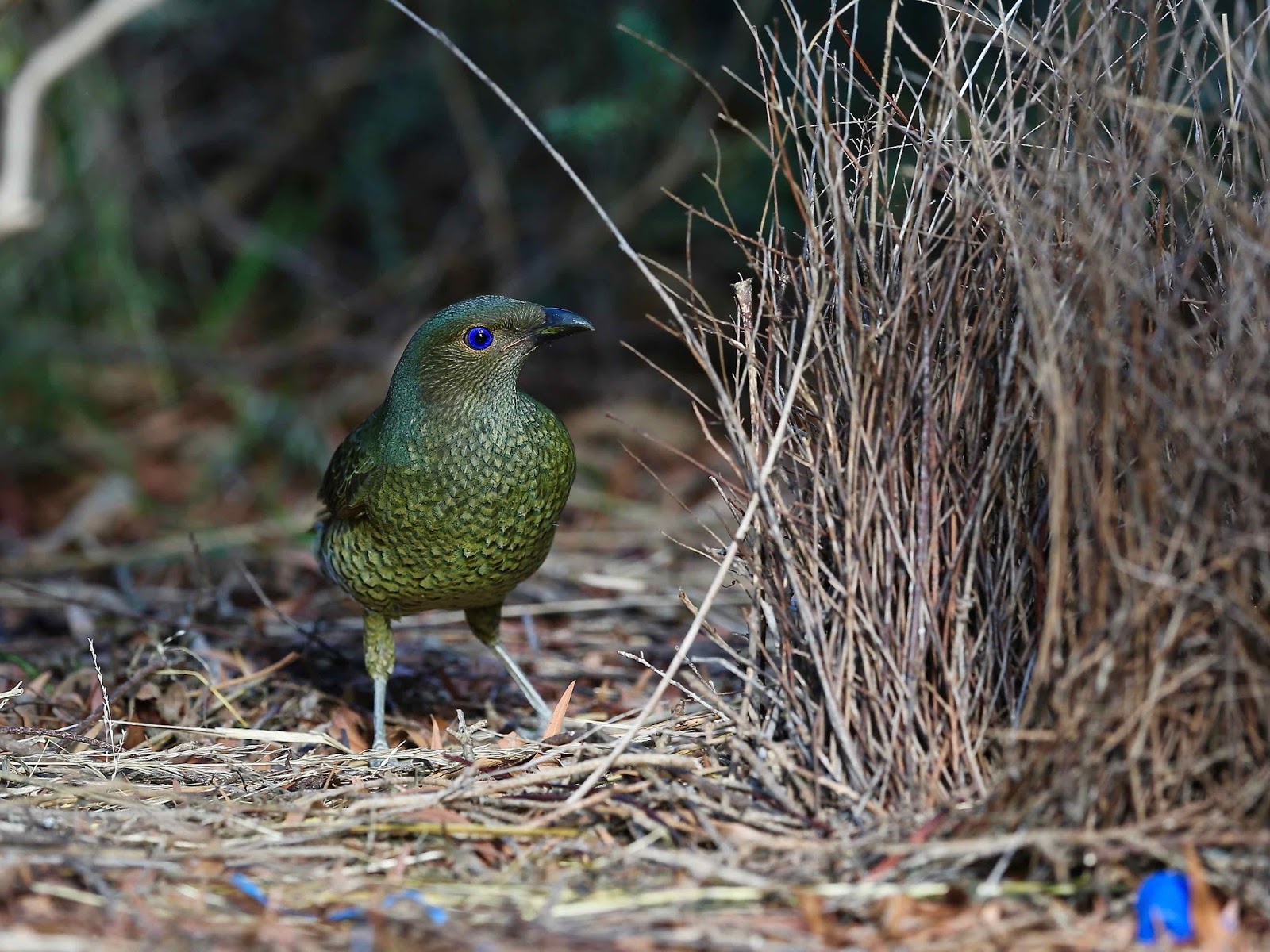 Avithera: Satin Bowerbirds