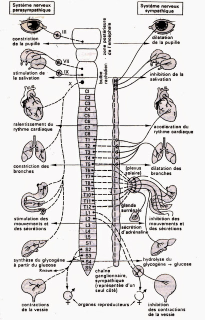 Anatomie du système nerveux | Récap' IDE