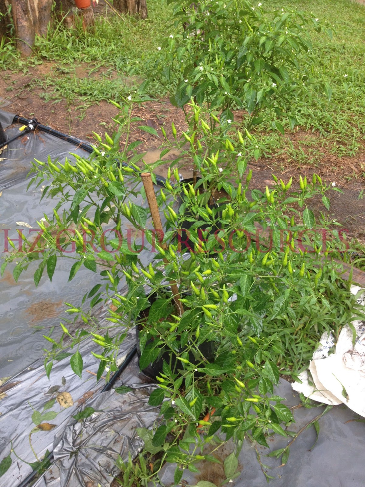 HZGROUPRESOURCES: TANAMAN CILI PADI BARA SECARA FERTIGASI