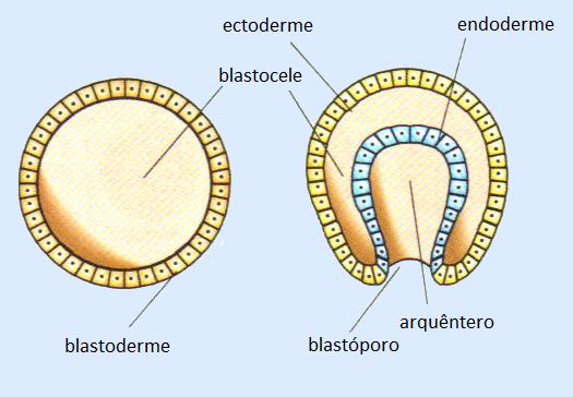 Biologia 1: Aparato Respiratorio en Animales