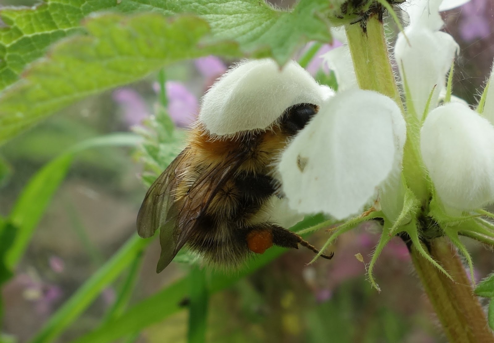 My Wildlife Allotment: Bumblebee queens in spring: The awakening of ...
