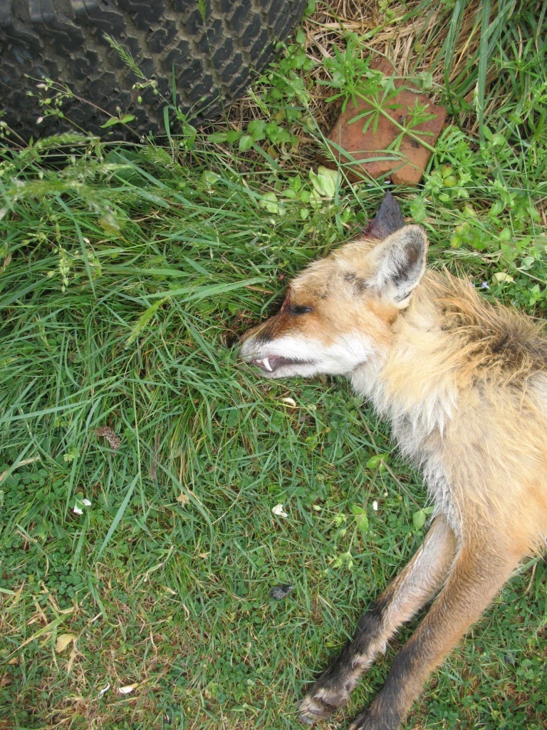 Razzberry Corner: Fox Attack