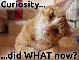 Curiosity did not kill the cat | Crummy Life