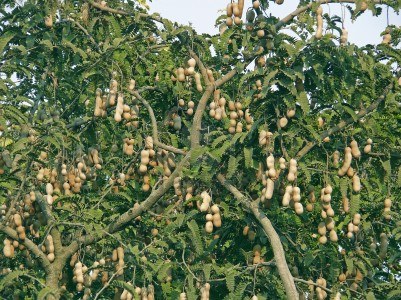 Tamarind Tree - ARUNACHALA LAND