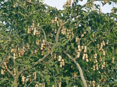 Tamarind Tree - ARUNACHALA LAND