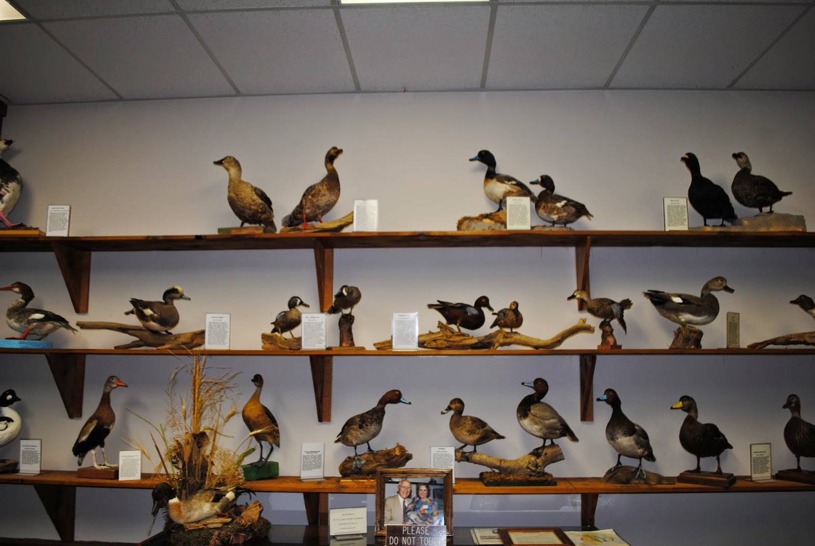 The Carpetbagger: The National Bird Dog Museum