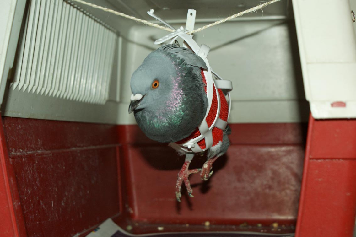 Mis amigas las palomas: Pata rota