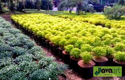 Taman Minimalis Rembosa Mini ~ TAMAN DAN KOLAM