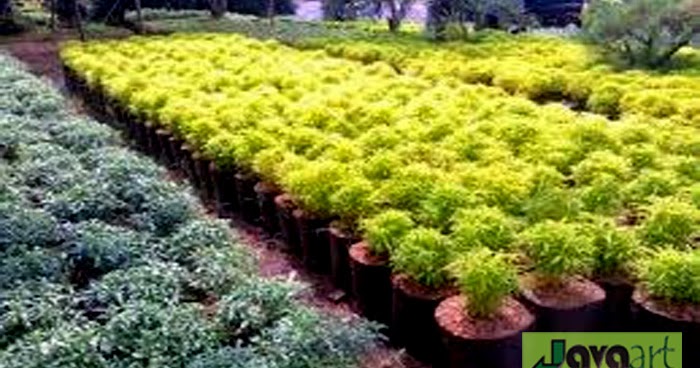 Taman Minimalis Rembosa Mini ~ TAMAN DAN KOLAM