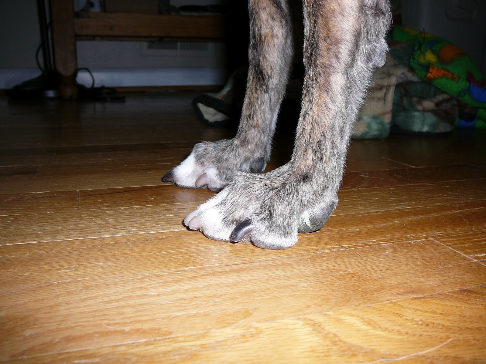 Aragon Greyhounds: Greyhound Feet