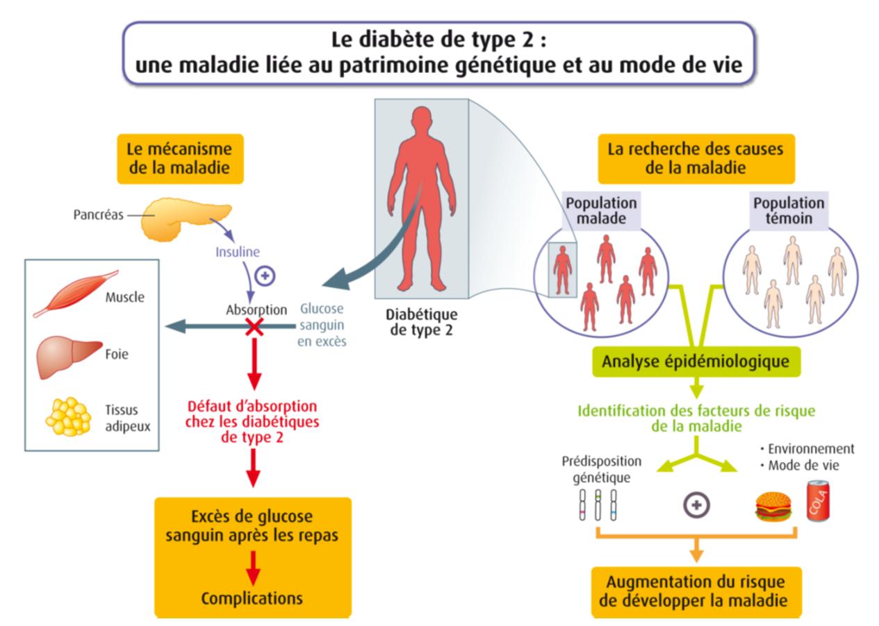 SVT - Sur Vos Traces...: Schémas bilan du thème 3B (1ère S)
