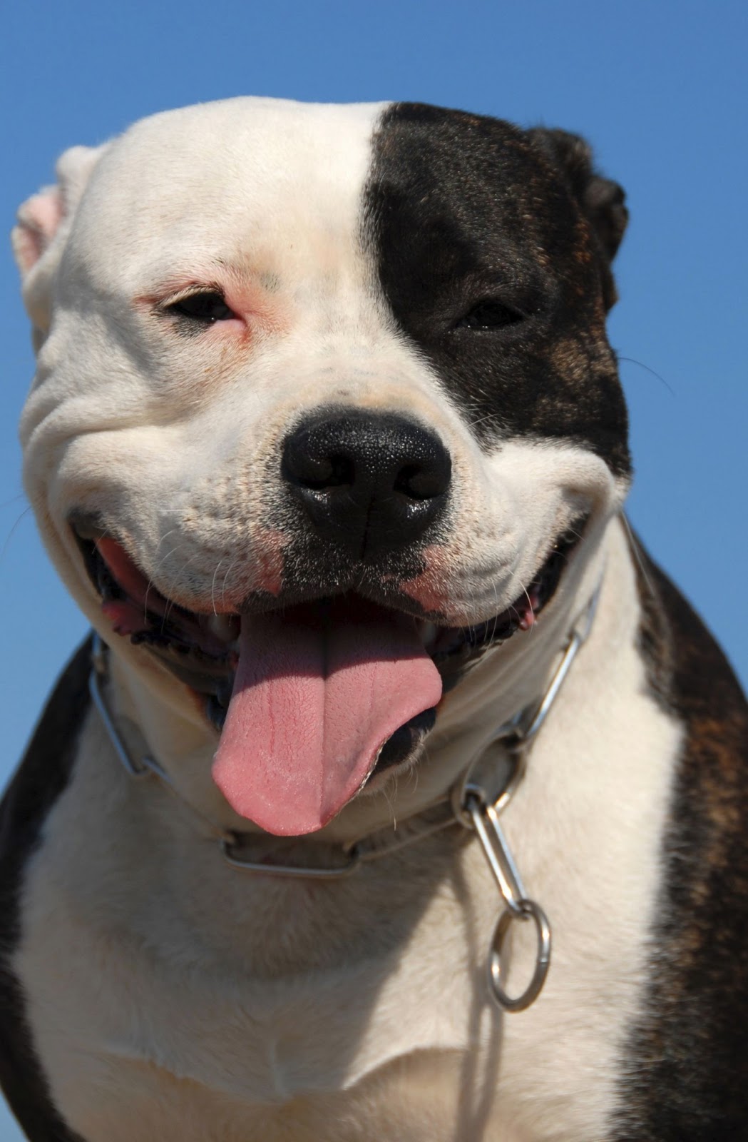 Imágene Experience: 5 fotografías del perro Terrier Americano Staffordshire