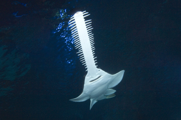 Artes de Pesca: VAMOS A PESCAR PEZ SIERRA