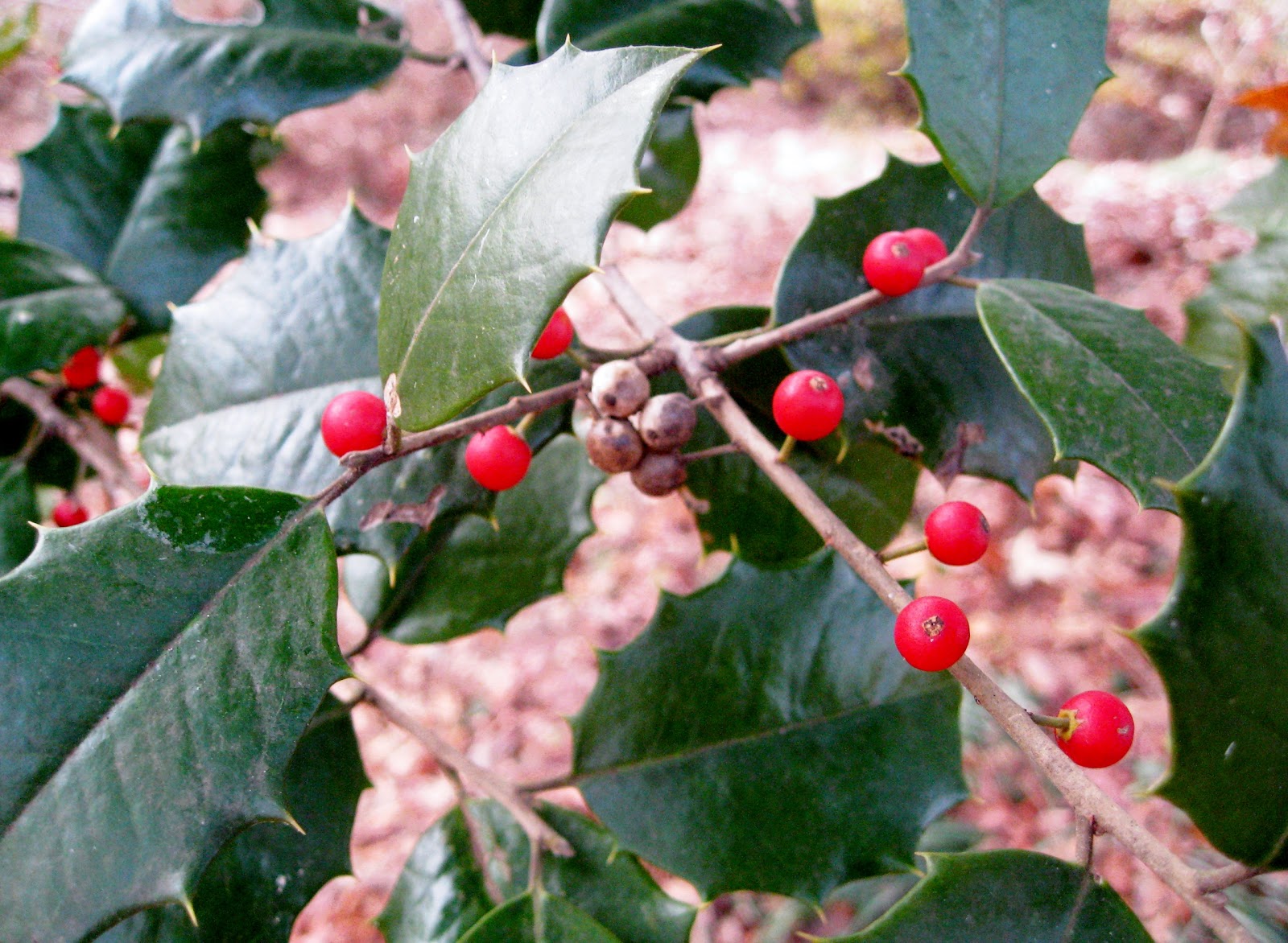 Capital Naturalist by Alonso Abugattas: American Holly