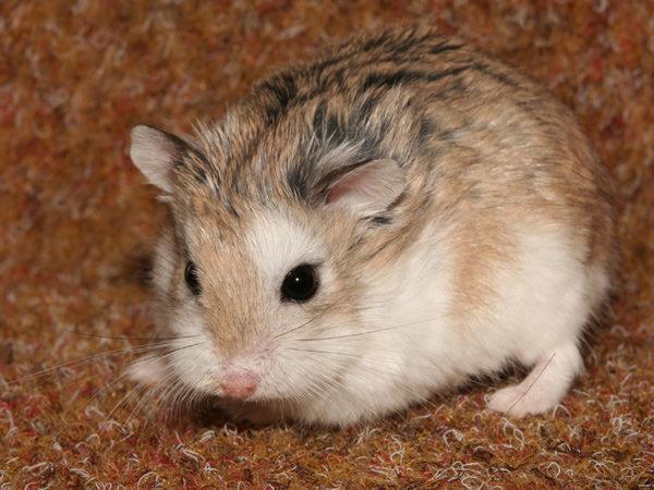 Tikus – Hamster – Jerboa (Haram – Haram – Halal) | Ilmu Islam