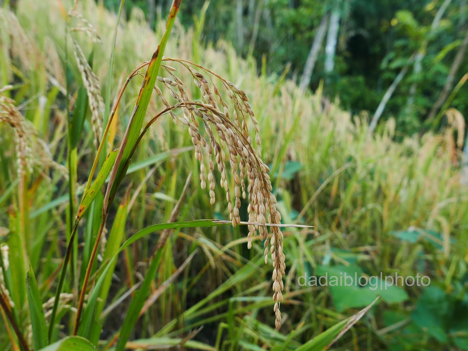 Mixinspiration: Peralatan menuai padi/Tools to harvest the Paddy/Rice