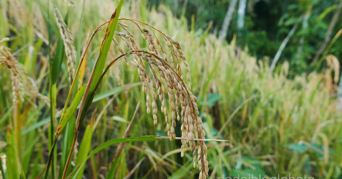 Mixinspiration: Peralatan menuai padi/Tools to harvest the Paddy/Rice