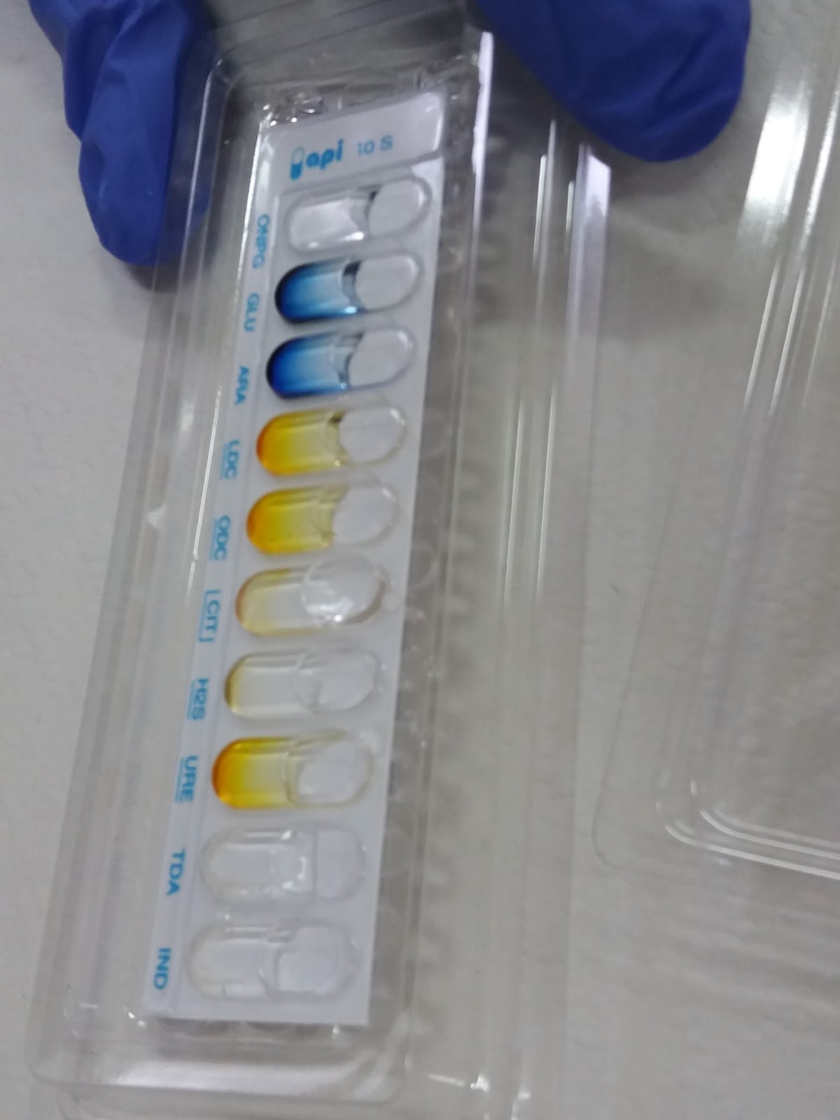 PRÁCTICA: API 20 E Y API 10 S (16/01/18)