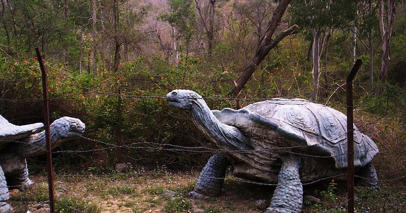 Animal A Day!: Atlas Tortoise