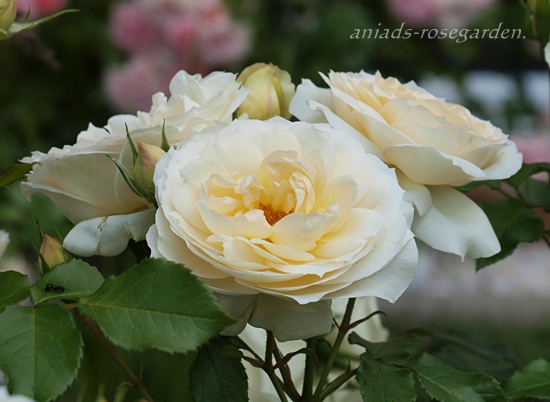 RÓŻANY OGRÓD : 'Tchaikovsky'