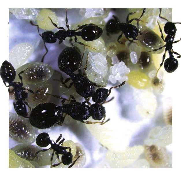 spagosmail: Robovi na šest nogu