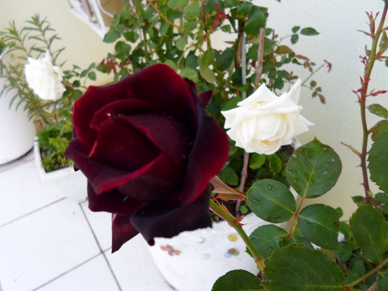 Rosas plantas de todos os tipos, troca de ideias postagem de fotos ...