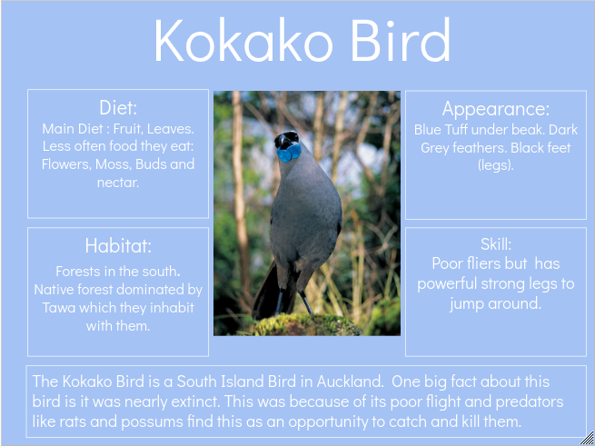 Nyjah @ Panmure Bridge School: Kokako Infographic