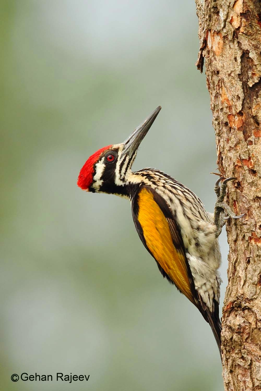 Woodpeckers of the World: Picid in Focus: White-naped Woodpecker