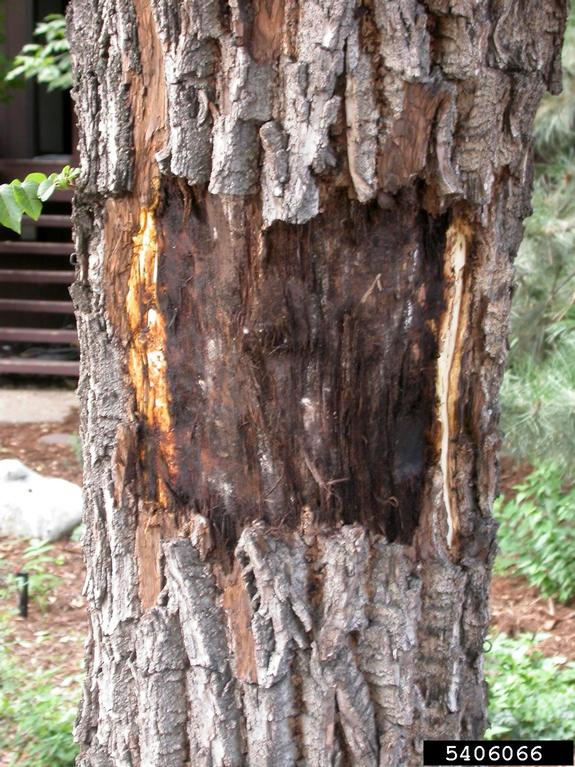 Illinois Invasive Species Awareness Month: Meet your Illinois Invaders!