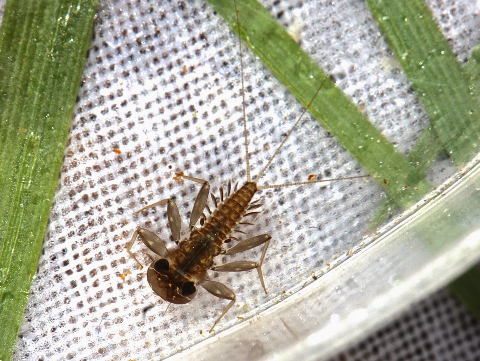 Aquatic Insects of Central Virginia: Leucrocuta flatheaded mayflies ...