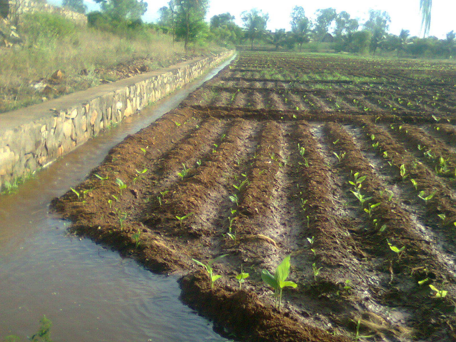 Food For All: Turmeric Plantation at Sathy