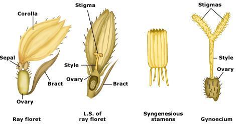 TO MY DEEPAK SIR (SHYAM S VYAS): Lesson 8: Morphology of Flowering Plants