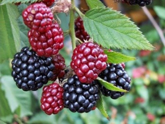 Amoras podem ser grandes aliadas da boa saúde. Conheça seus incríveis ...