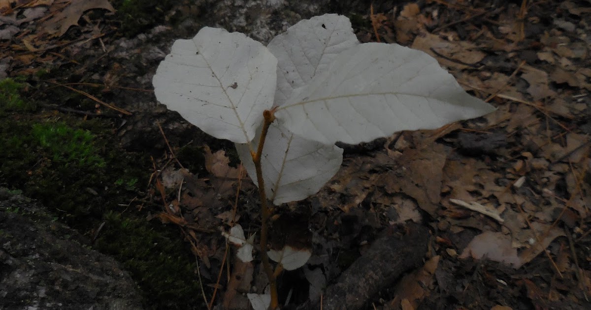 Burger's Onion: Albino Woodland Plants