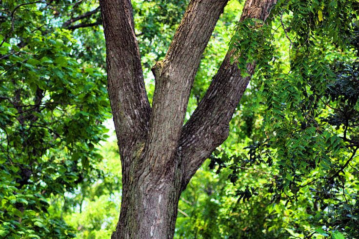 तरुवर के तीन बीज • सतीश चन्द्र गुप्त