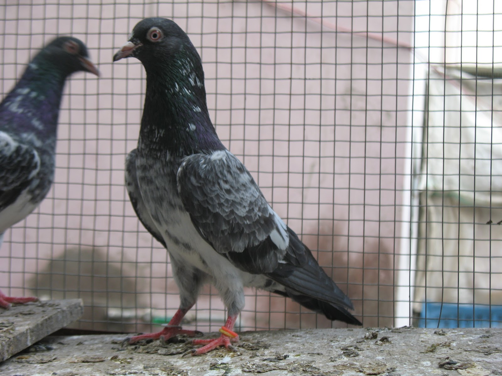 Pakistani Tipplers (Kabootar Baaz) | UK & USA Pigeons | Fancy Pigeons ...