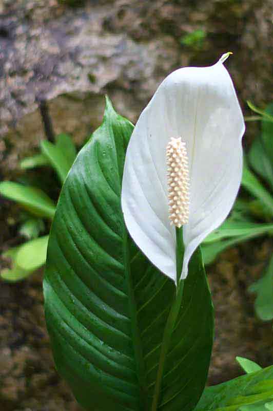 Ryukyu Life: Flower Photos and Facts: Peace Lily
