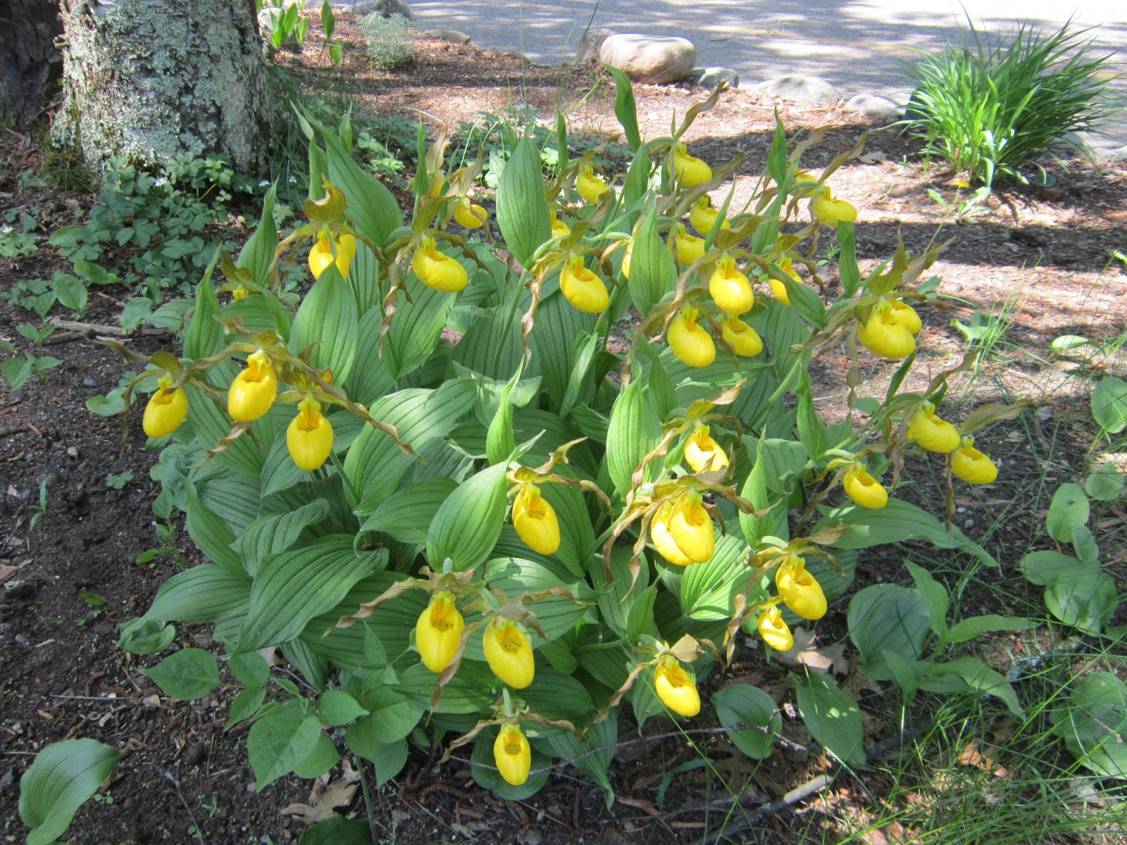 LoveNLoot: Yellow Lady's-Slipper, Orchid Family