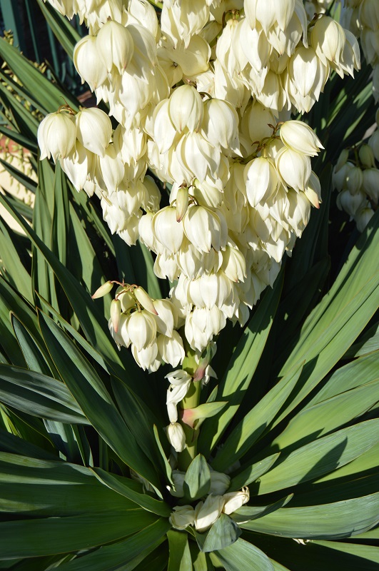 Bucólico Anónimo : Yucca em Flor