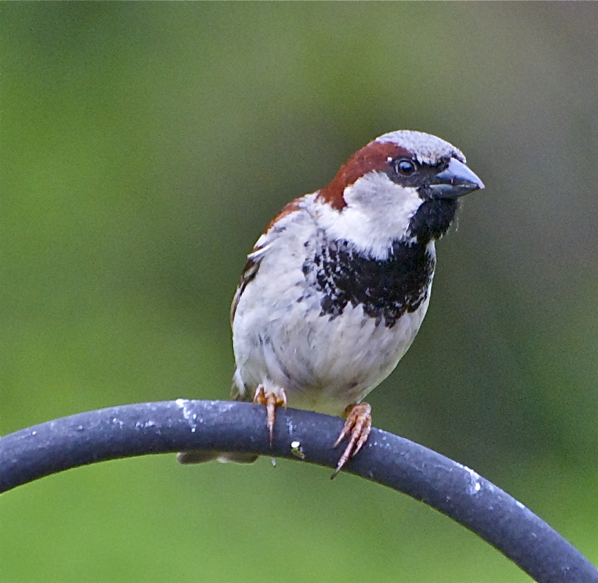 Picture a Day blog: My favorite weather is bird-chirping weather.