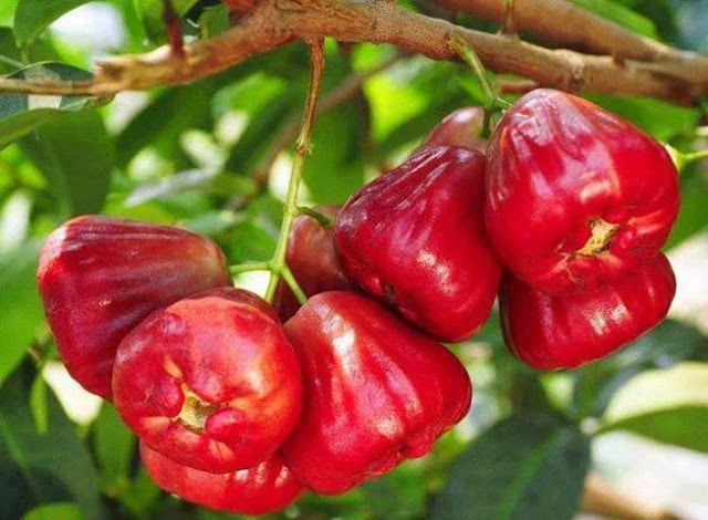 DISCOVER THE BRAZIL: Fruits of Brazil: Jambo