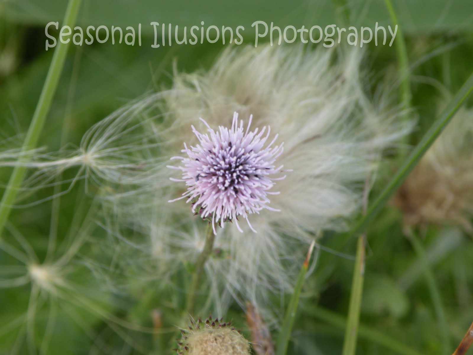 Seasonal Illusions Photography