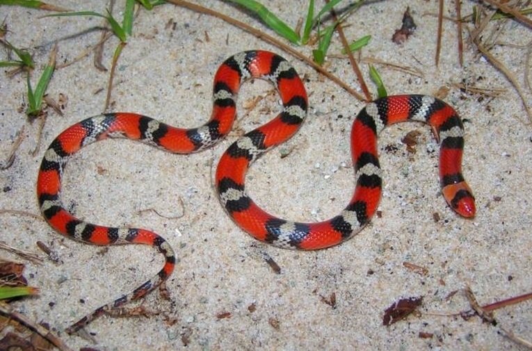 Red Snake | Wild Life Adventures