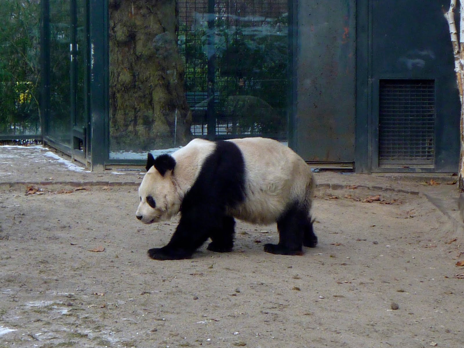 Running The Voodoo Down: BERLIN 2012