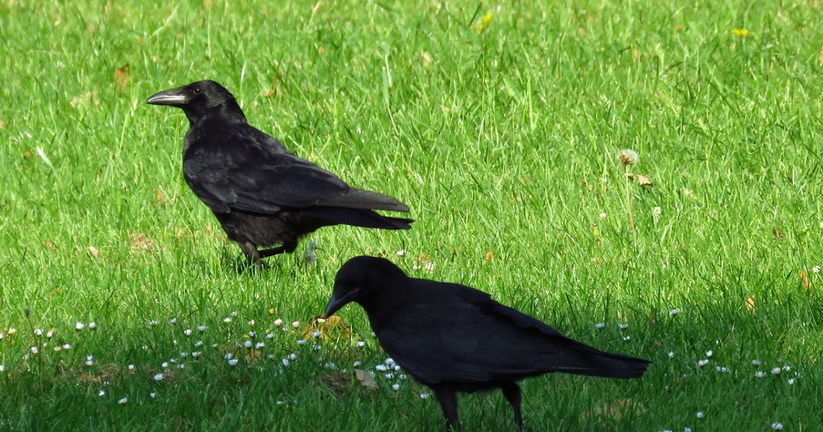 The Rattling Crow: Mobbed by crows